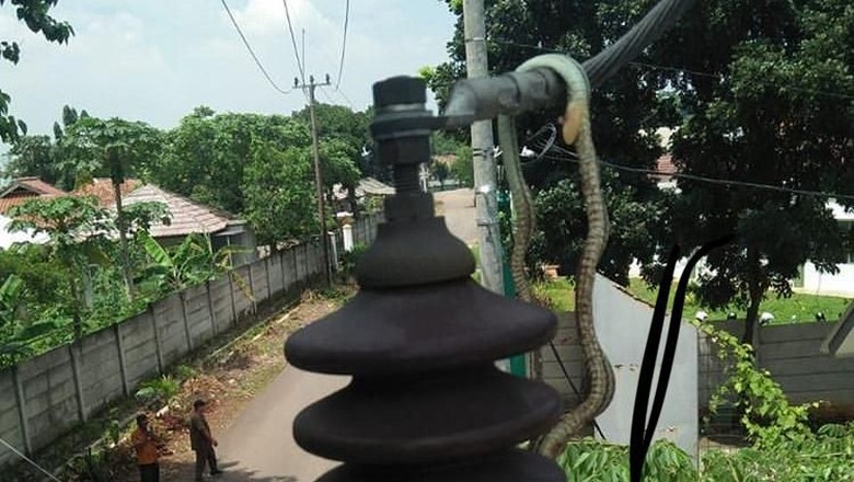ular tiang listrik | Papua Kini